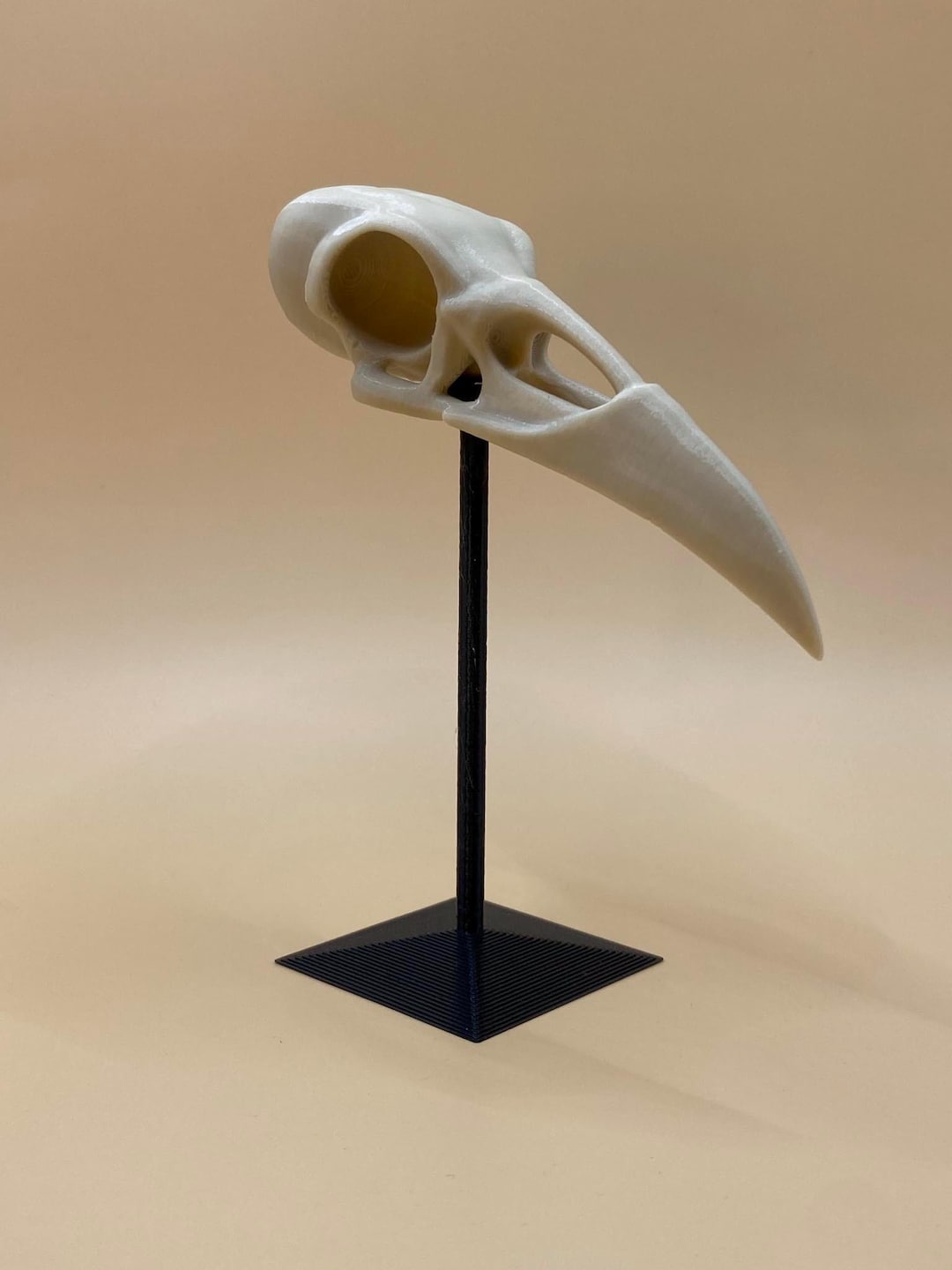 Realistic 3D Printed Raven Skull – Anatomical Bird Skull With Display ...