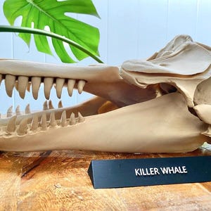 Orca Skull Replica – Killer Whale Skull 3d Printed Marine Biology ...