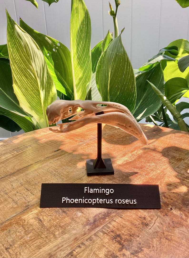 Flamingo Skull Replica – 3D Printed Model With Display Stand - Etsy