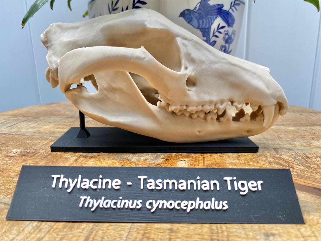 Thylacine Skull Replica: Tasmanian Tiger Model With Stand and Nameplate ...