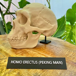 Homo Erectus Skull Replica – Life Size Peking Man Cranium & Mandible ...