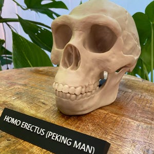 Homo Erectus Skull Replica: Life Size Peking Man Fossil With Stand - Etsy