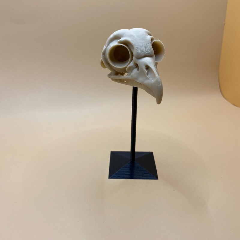 Bird Skull - Etsy