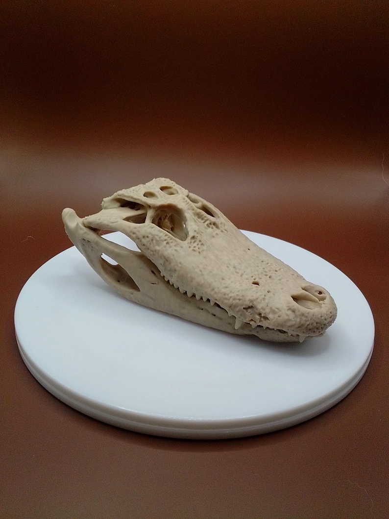 Alligator Skull. Replica - Etsy