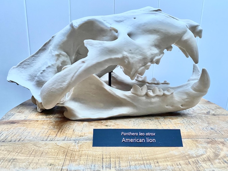 American Lion Skull Replica 3d Printed Panthera Atrox Fossil With ...