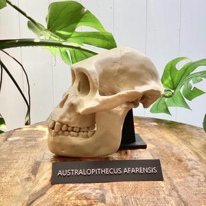 Lucy Skull Replica (australopithecus Afarensis) – Life-size 3D Printed ...