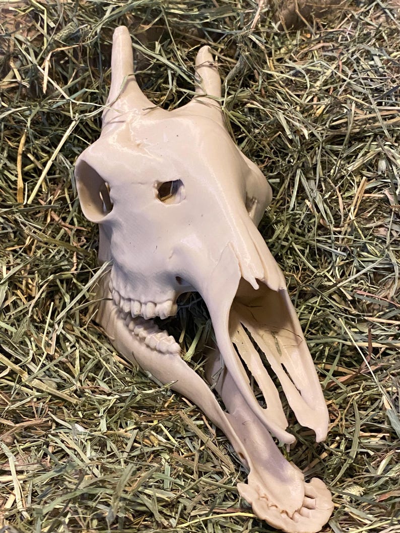 Giraffe Skull Replica Museum-quality 3D Printed Bone PLA Life-size ...