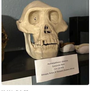 Lucy Skull Replica (australopithecus Afarensis) – Life-size 3D Printed ...