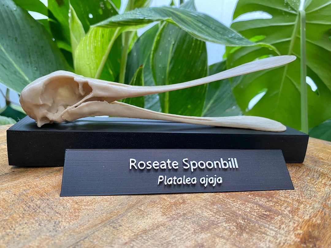 Spoonbill Skull Replica: Bone PLA+ Bird Head Model With Display Base - Etsy
