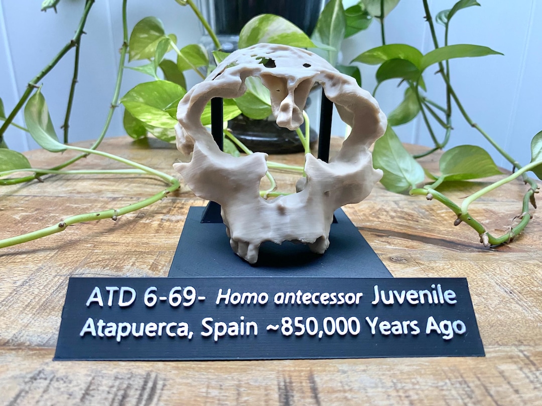 Homo Antecessor Skull Replica: ATD 6-69 Fossil Model With Display Stand ...