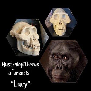 Lucy Skull Replica (australopithecus Afarensis) – Life-size 3D Printed ...