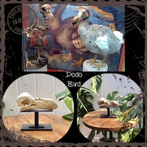 Dodo Skull Replica: Life-size Extinct Bird Model 3d Printed Educational ...
