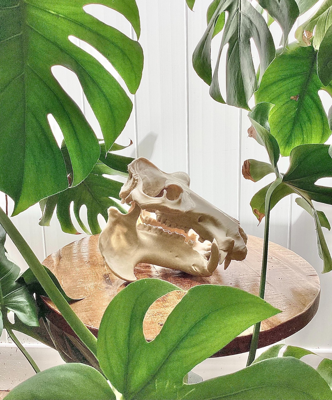 Hippo Skull Replica: Museum Quality Wildlife Decor, Realistic Bone Look ...