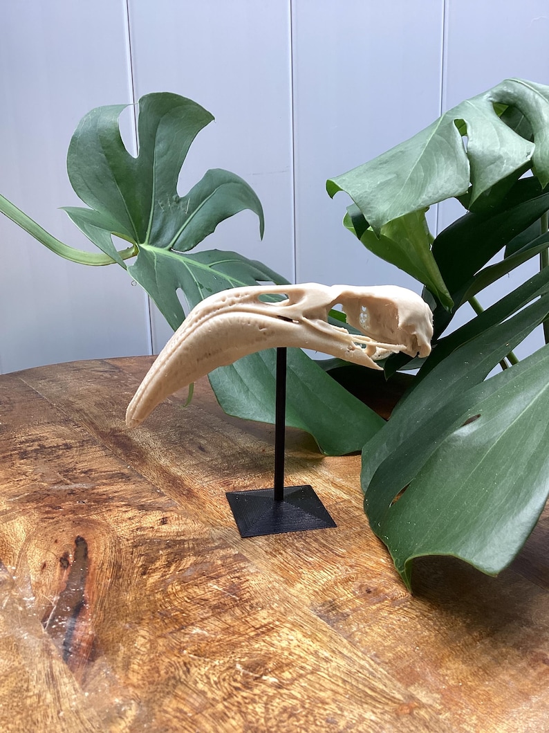 Flamingo Skull Replica – 3D Printed Model With Display Stand - Etsy