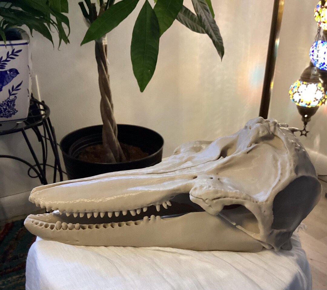 Bottle-nosed Dolphin Museum Quality Replica - Etsy