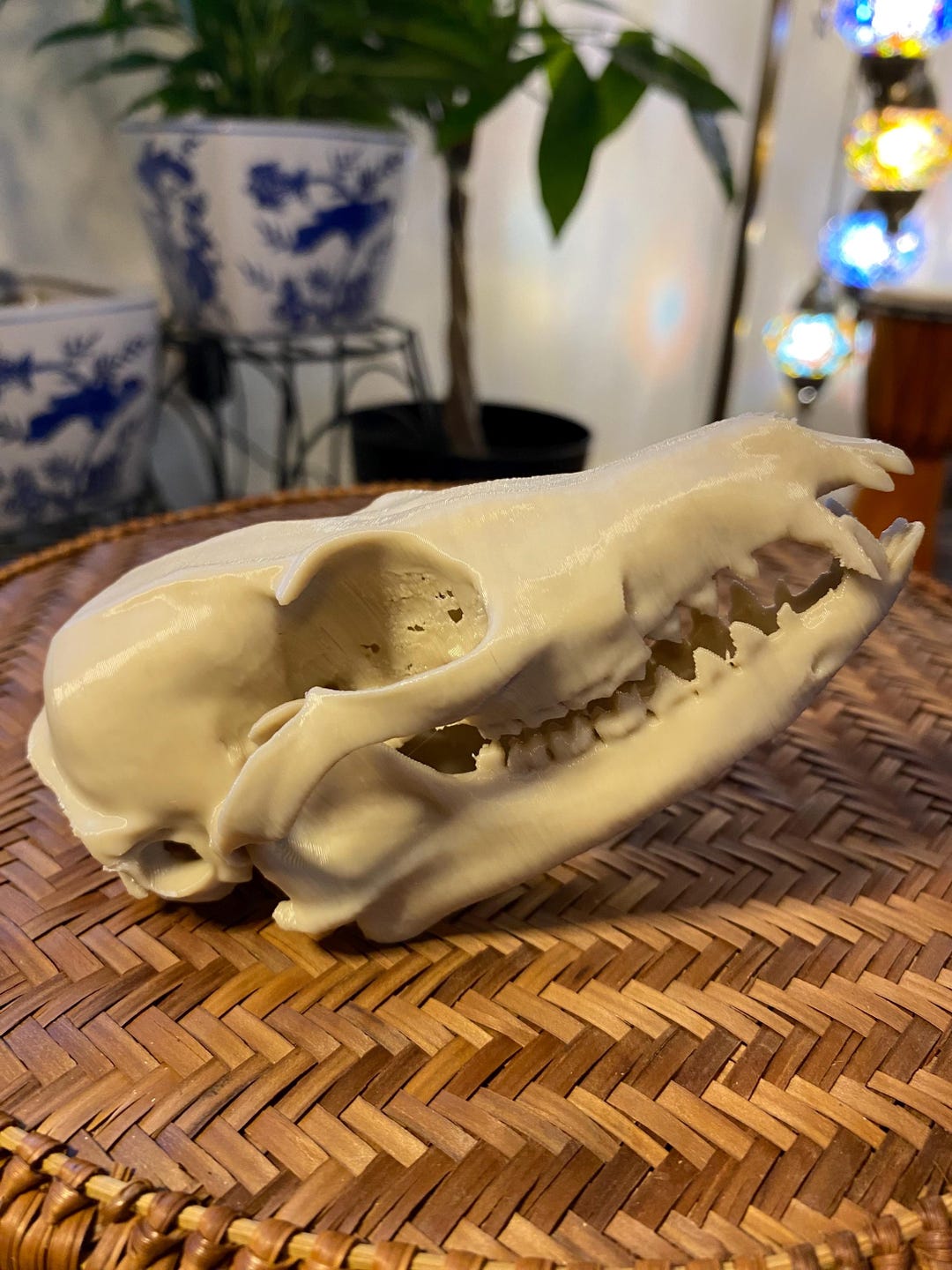 Exotic Bat-eared Fox Skull Replica Museum-quality Bone PLA - Etsy