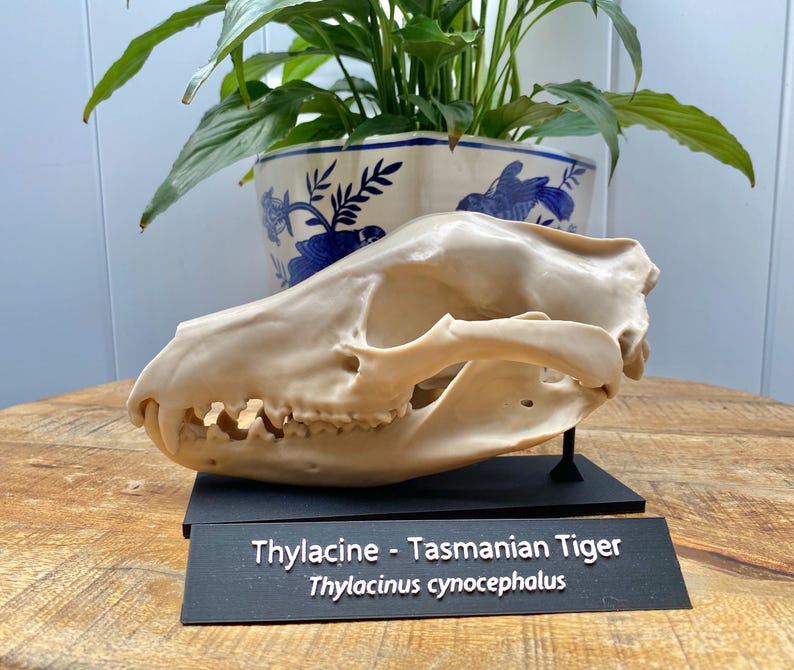 Thylacine Skull Replica: Tasmanian Tiger Model With Stand and Nameplate ...