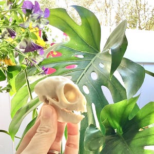 Owl Monkey Skull Replica: 3d-printed Bone PLA+ Model - Etsy
