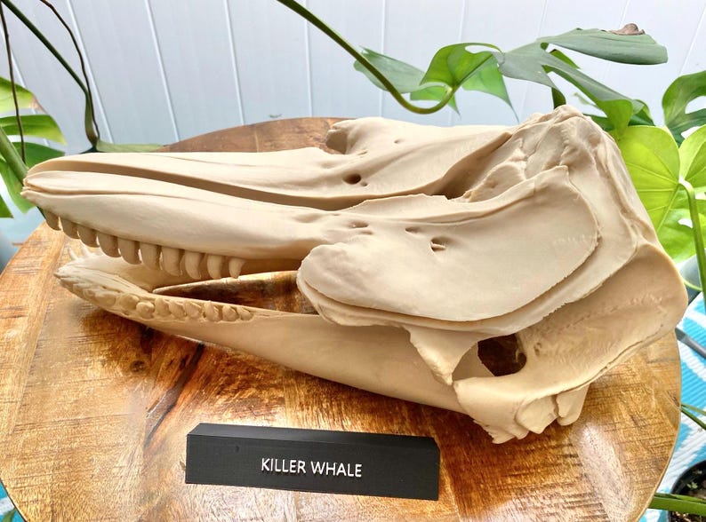 Orca Skull Replica – Killer Whale Skull 3d Printed Marine Biology ...