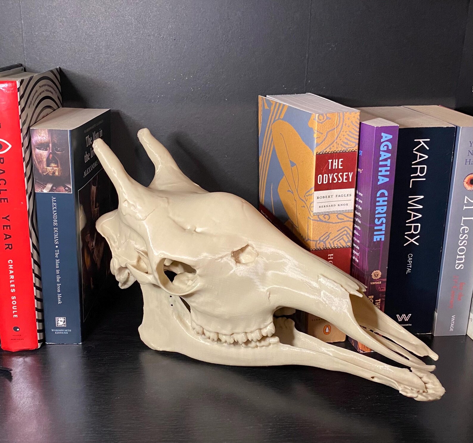 Giraffe Skull Replica Museum-quality 3D Printed Bone PLA Life-size ...