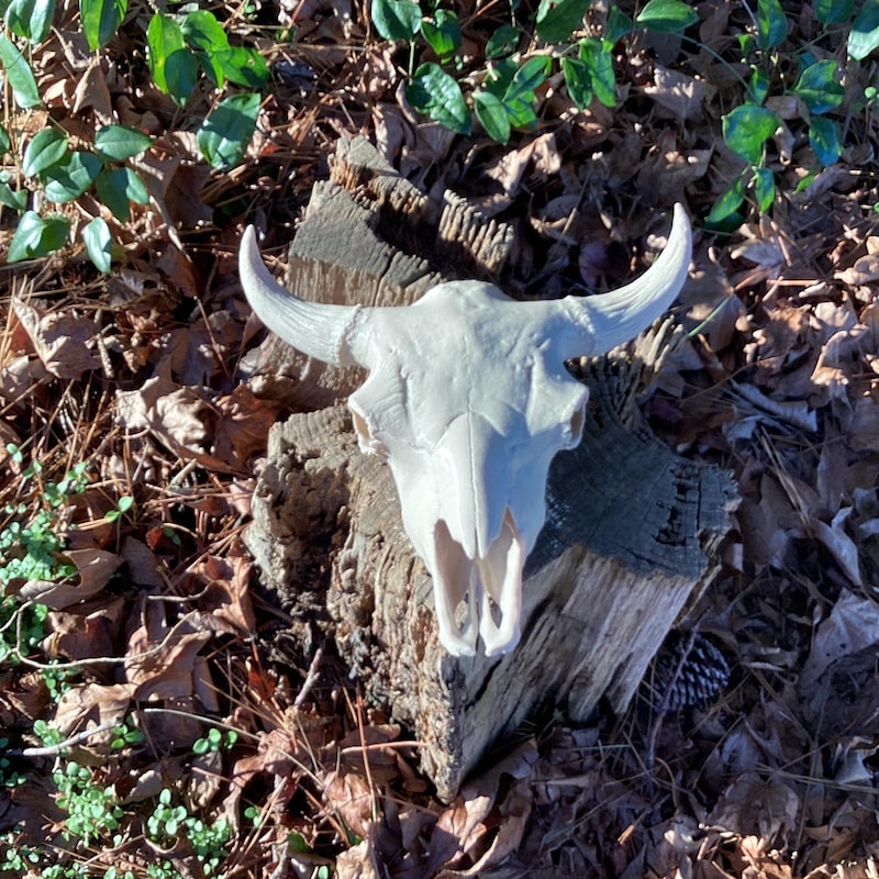 Buffalo Skull - Etsy