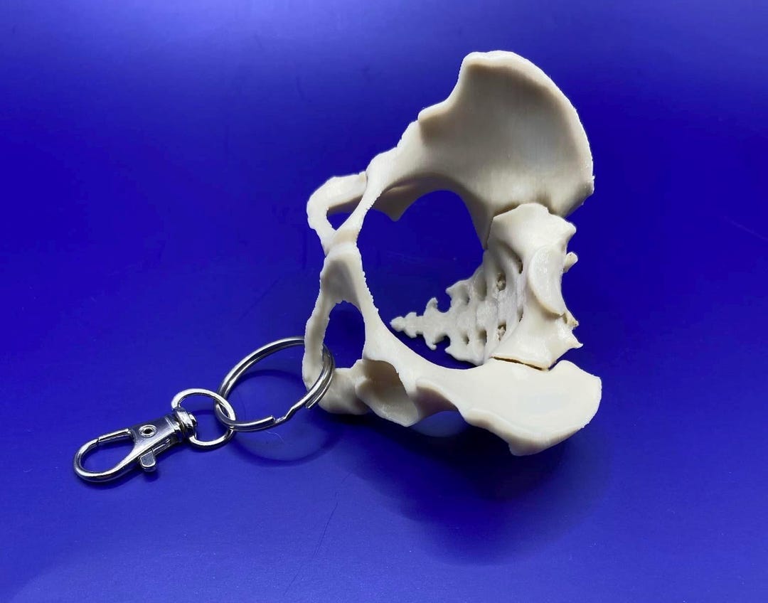 Female Pelvis Keychain: Anatomical Doula Gift, Medical Science Keepsake ...