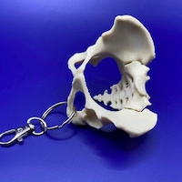 Human Pelvis Spine Keychain, Gift for Orthopedic Surgeon Keyring ...