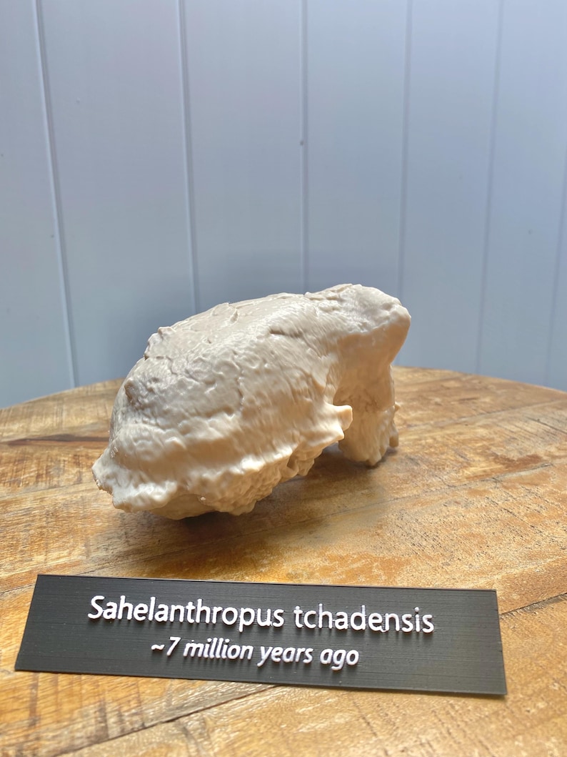 Sahelanthropus Tchadensis Skull Replica Museum Quality 3d Print Fossil