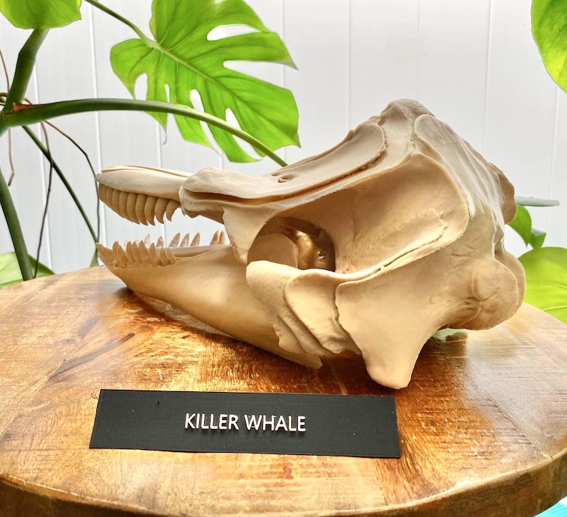 Orca Skull Replica – Killer Whale Skull 3d Printed Marine Biology ...
