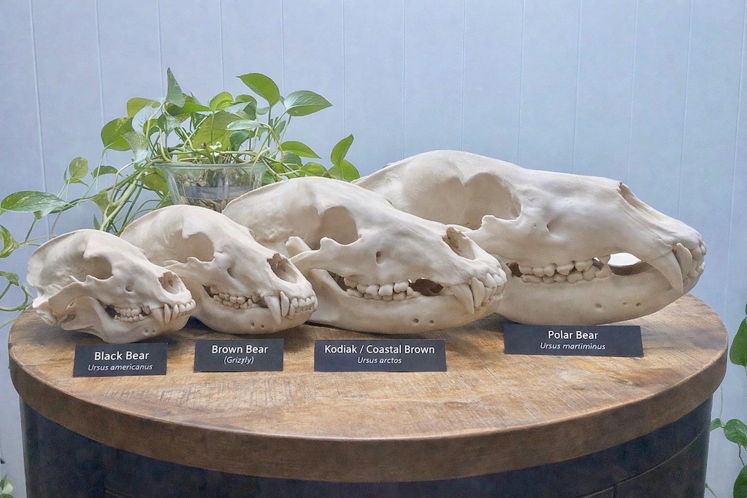 Bear Skull Replica Collection – Black Bear, Brown Bear, Kodiak & Polar ...