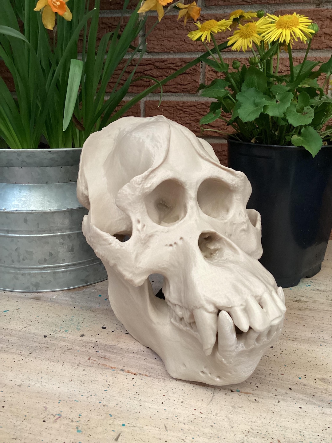 Orangutan Skull Replica: Museum-quality Primate Model With Display ...