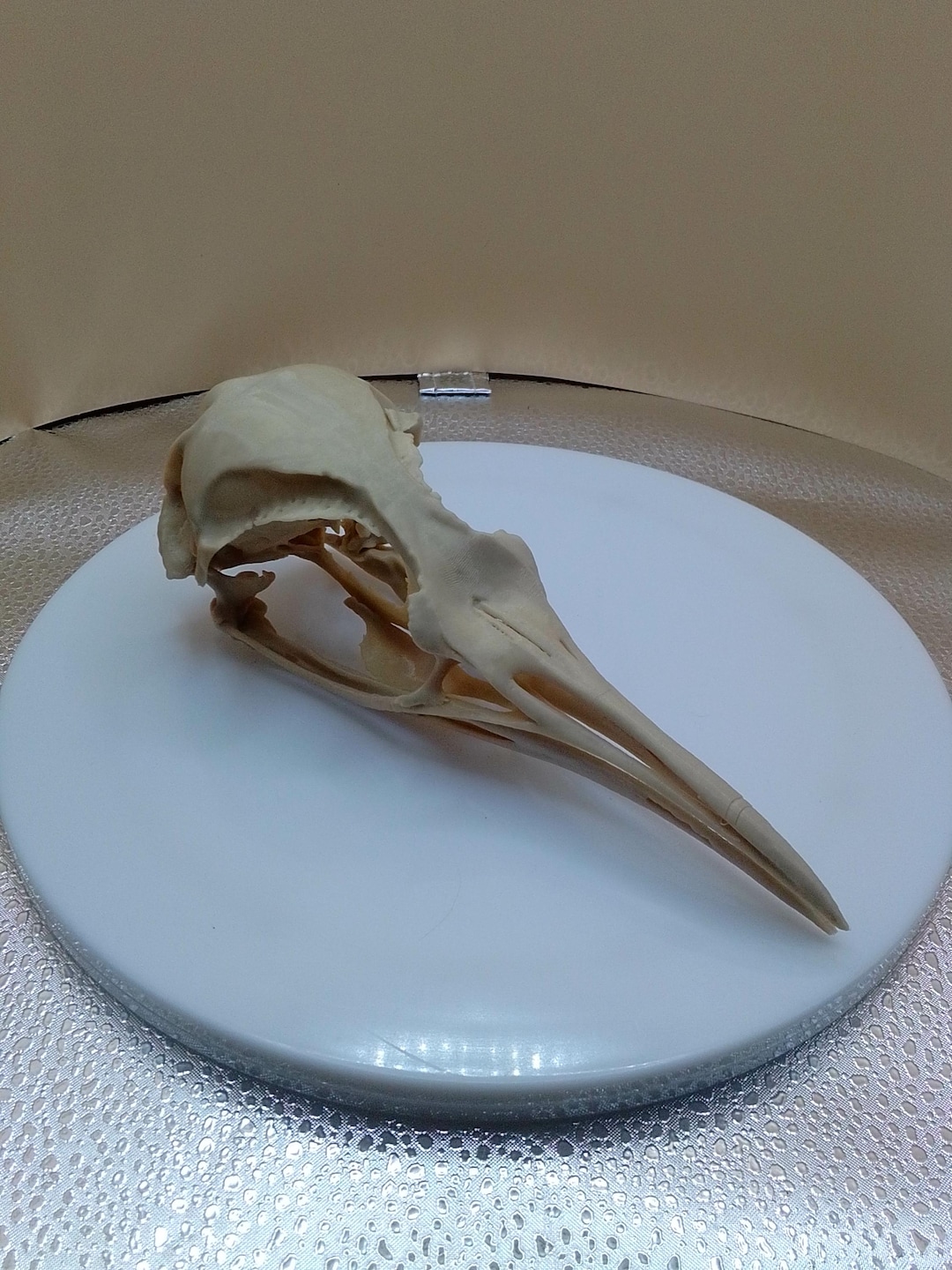 Penguin Skull Replica Museum Scan - Etsy