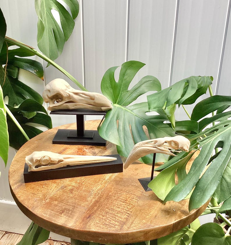 Flamingo Skull Replica – 3D Printed Model With Display Stand - Etsy