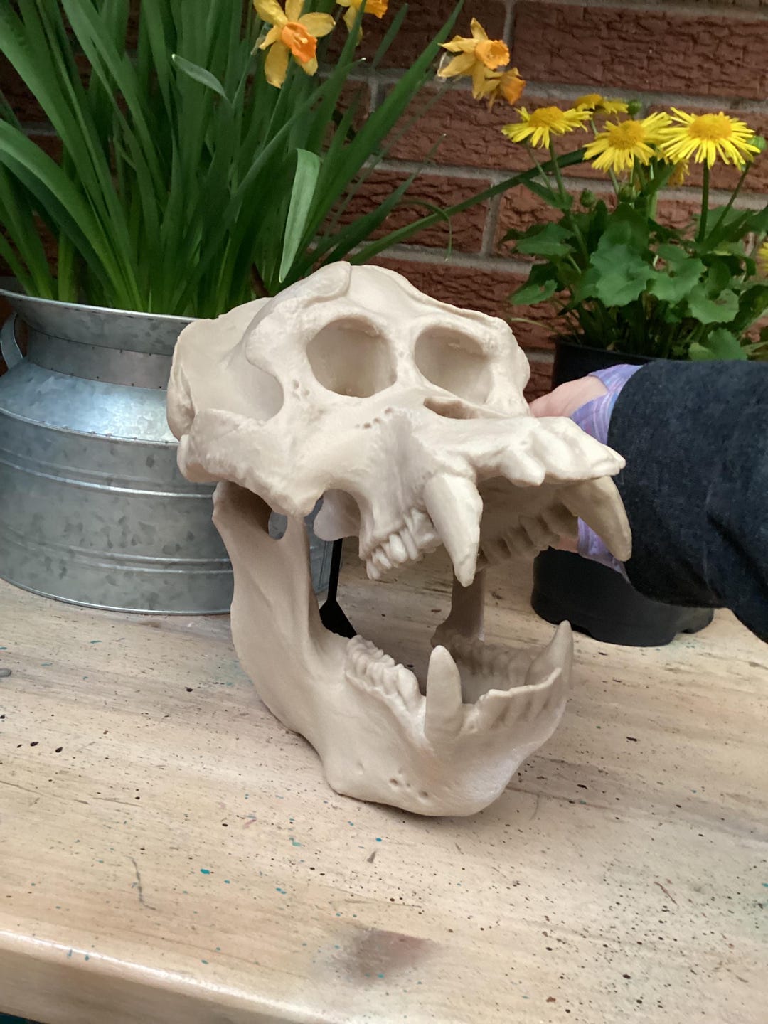 Life-size Orangutan Skull Replica – Museum-quality Primate Model for ...