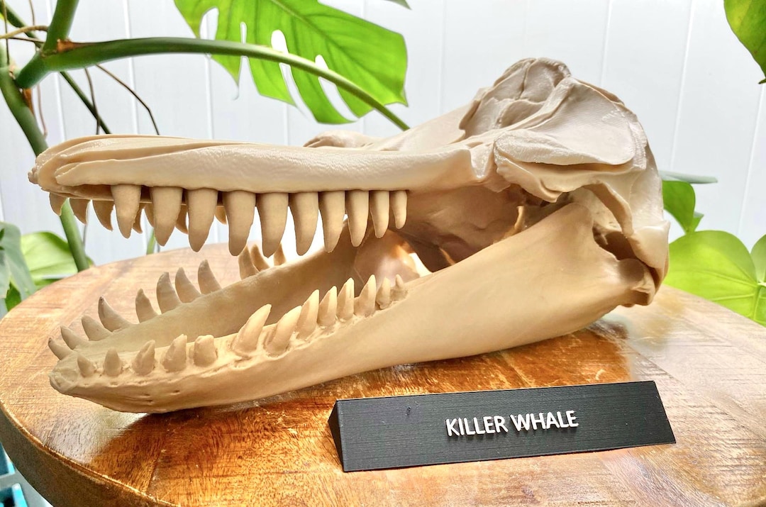 Orca Skull Replica – Killer Whale Skull 3d Printed Marine Biology ...