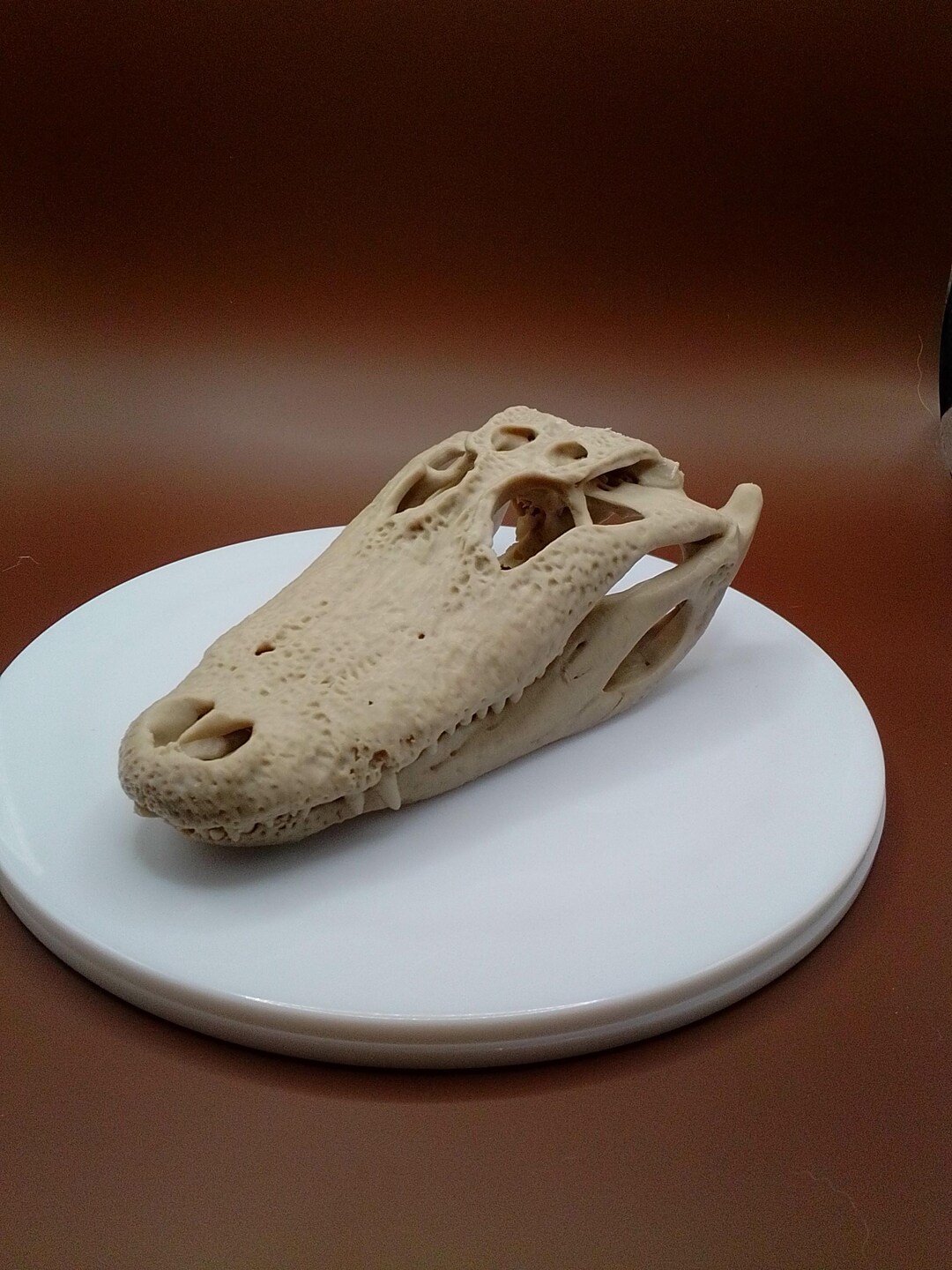 Alligator Skull. Replica - Etsy