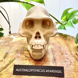 Lucy Skull Replica (australopithecus Afarensis) – Life-size 3D Printed ...