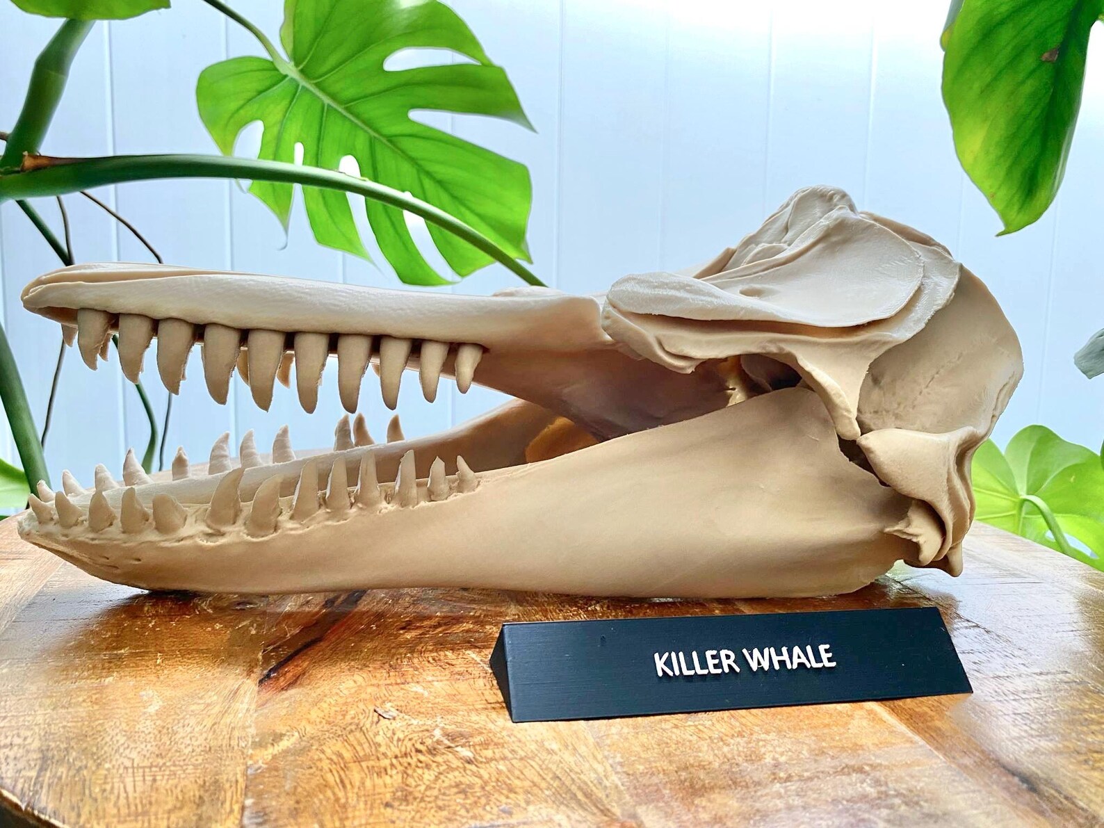 Orca Skull Replica – Killer Whale Skull 3d Printed Marine Biology ...