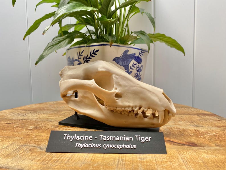Thylacine Skull Replica: Tasmanian Tiger Model With Stand and Nameplate ...