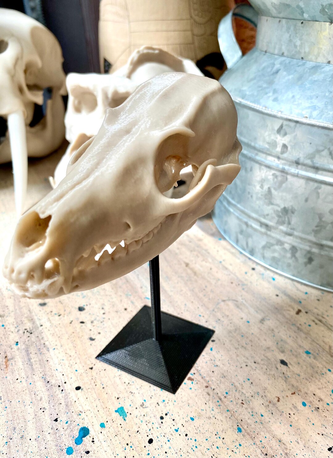 Bat-eared Fox Skull Replica – Realistic Wildlife Skull, Detailed ...