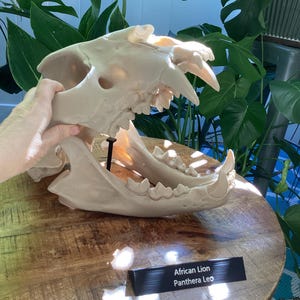 Lion Skull Replica: Museum Quality African Predator Display (8" or 14 ...