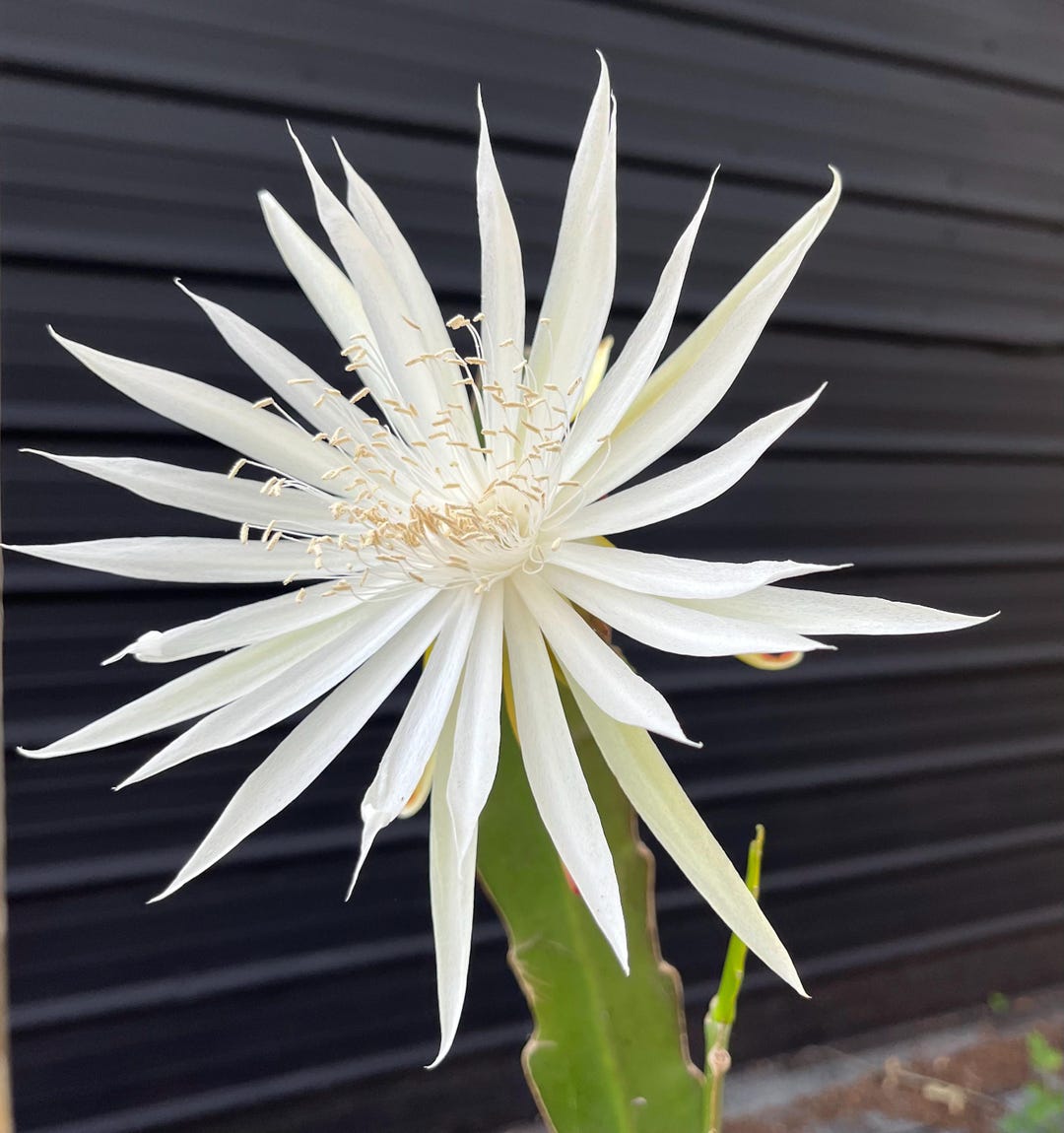Night Blooming Orchid, Queen of the Night, Cereus Night Blooming Orchid ...