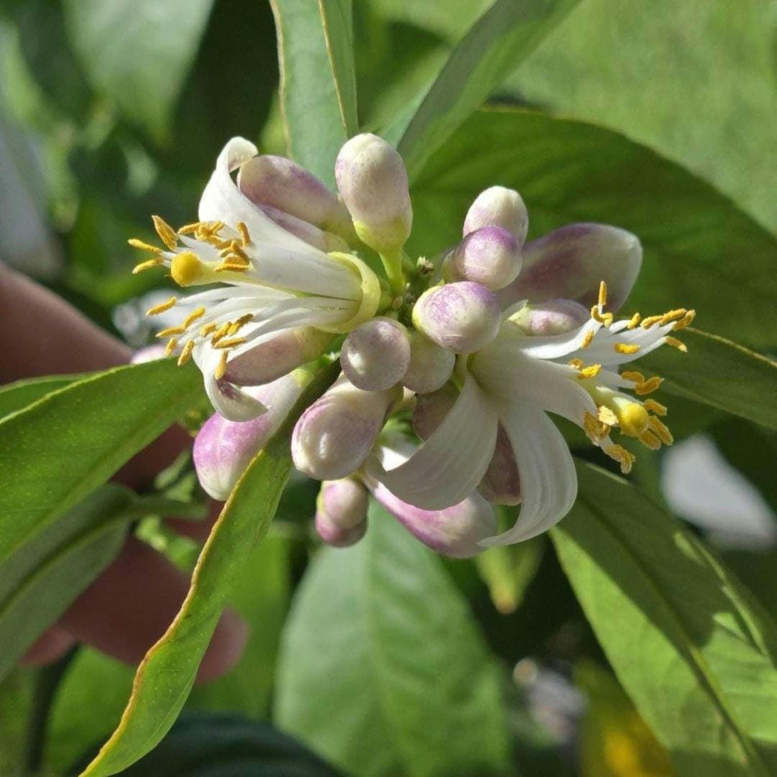 Lemon Baby Tree Starter Plant - Eureka Yellow Lemon Seedlings, Home ...
