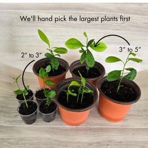 Lemon Baby Tree Starter Plant - Meyer Seedlings, Home Grown, Yellow ...