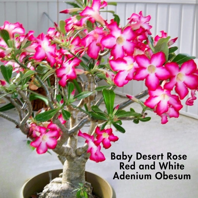 Love Desert Rose Plant - Etsy