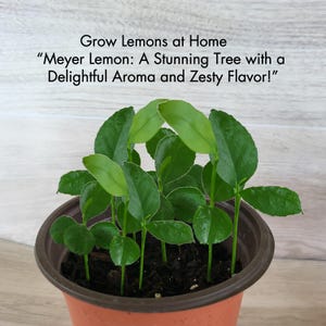 Lemon Baby Tree Starter Plant - Meyer Seedlings, Home Grown, Yellow ...