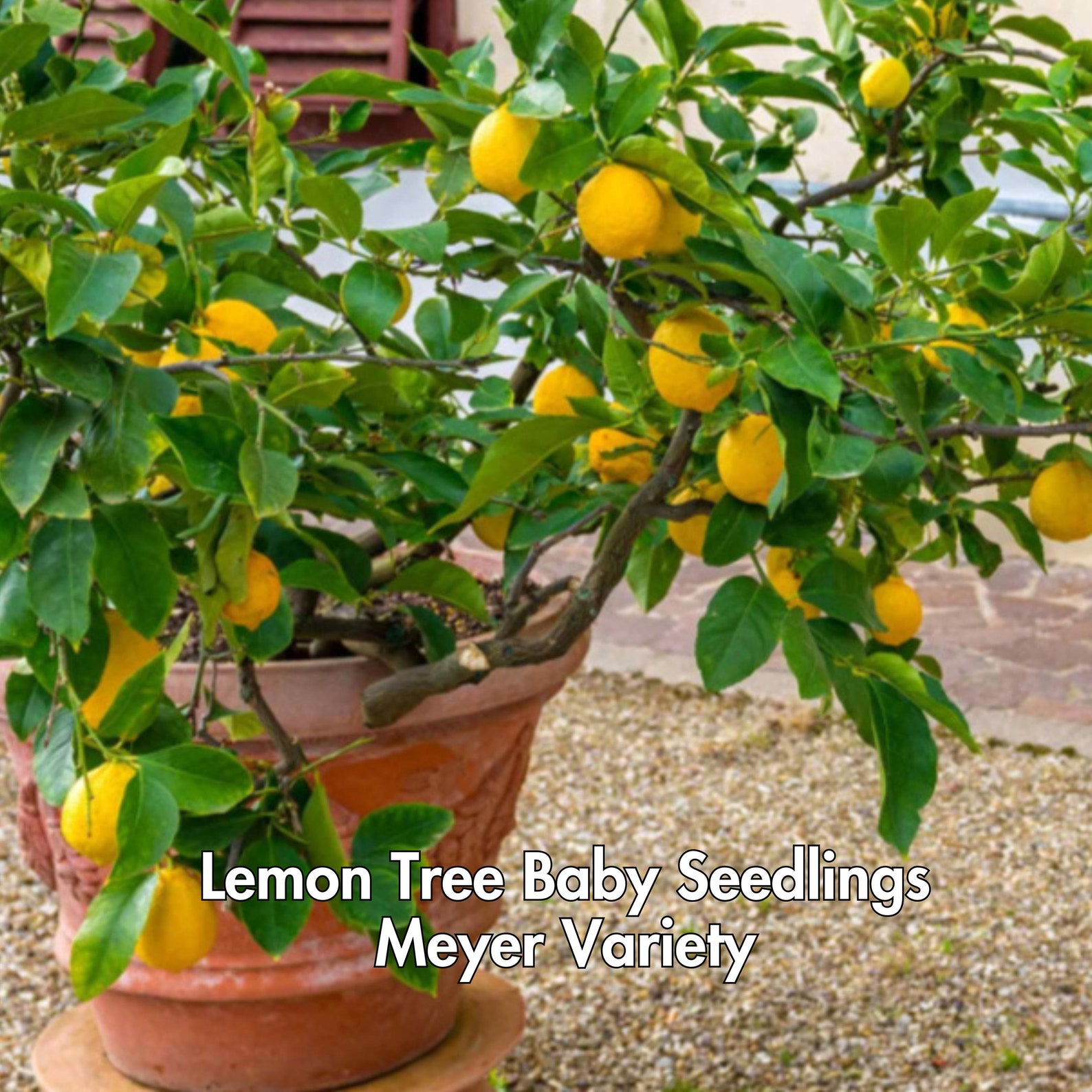 Lemon Baby Tree Starter Plant - Meyer Seedlings, Home Grown, Yellow ...