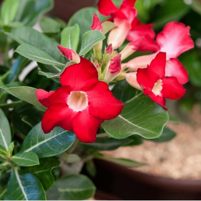 Desert Rose Live Plant - Etsy
