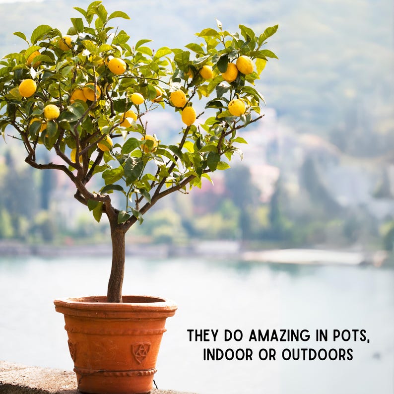 Lemon Baby Tree Starter Plant - Eureka Yellow Lemon Seedlings, Home ...