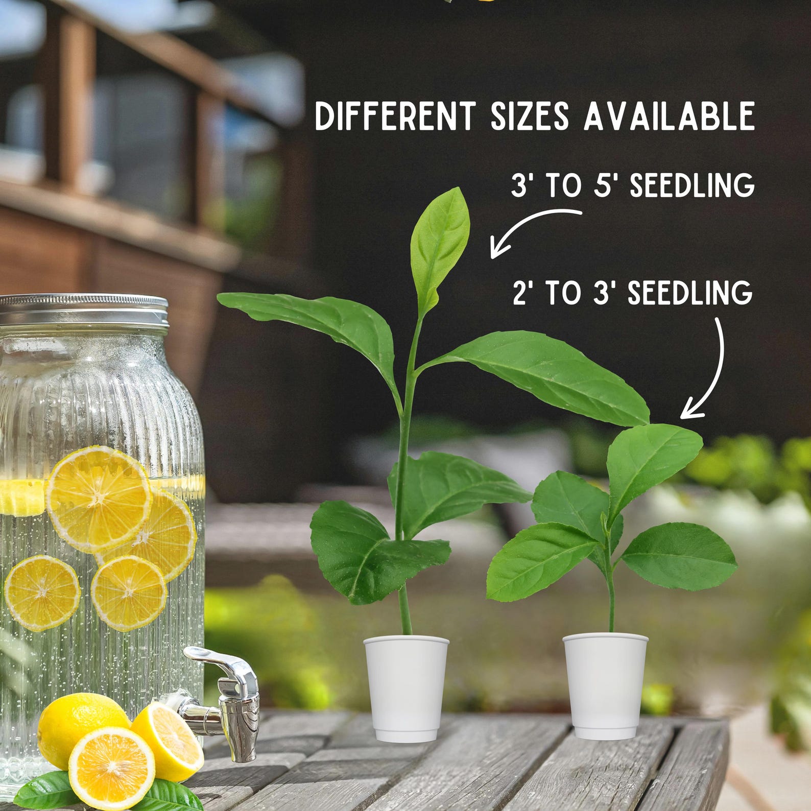Lemon Baby Tree Starter Plant - Eureka Yellow Lemon Seedlings, Home ...